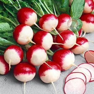 Turp Yetiştiriciliği - İNTFA BLOG - Tarımsal Blog