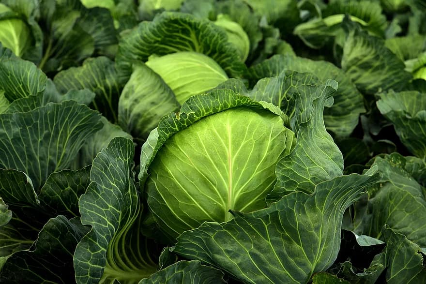 Lahana Hangi Koşullarda Yetişir ile Kesin ve eItkili Çözümü Sitemizde.