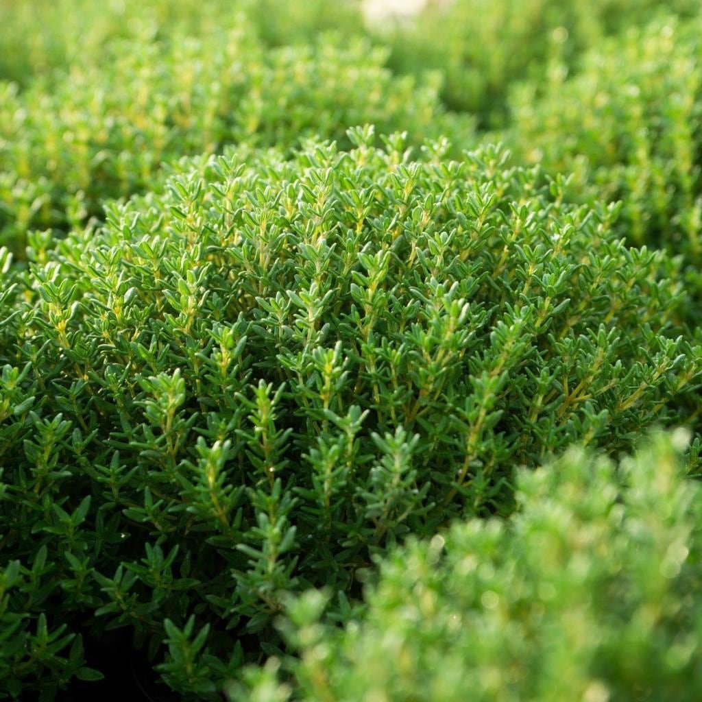 Kekik Yetiştiriciliği Kesin ve Etkili Çözümü Sitemizde